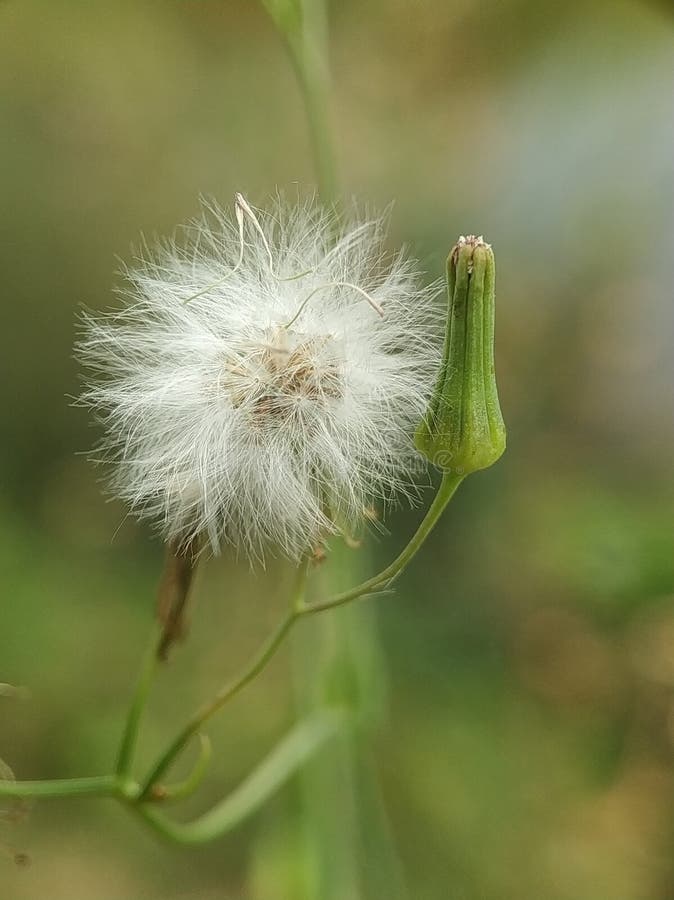 Macro Close-up Dandelion Flower Object Stock Image - Image of dandelion ...