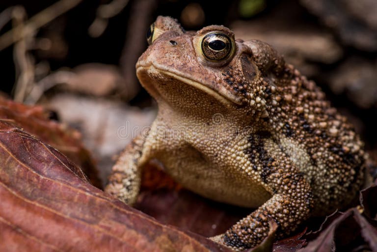 Macro Close-up Eastern American Toad, Anaxyrus Americanus, Low Front ...