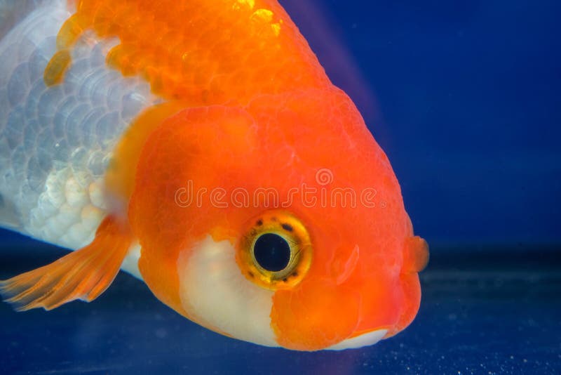 Macro Close Up Eye and Faces Goldfish in the Aquarium Stock Photo ...