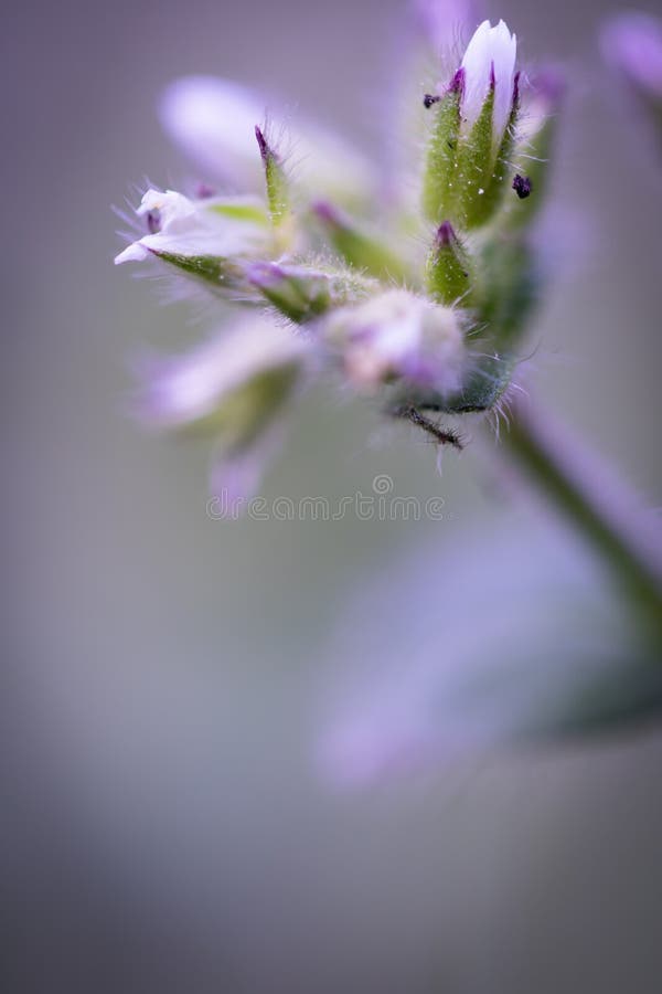 Macro Close Up of Flower Weed in Green Grass in Abstract Creative ...