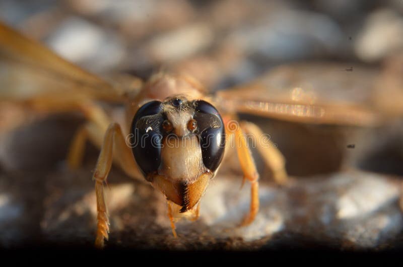 Macro Close Up Of Fly Picture. Image: 95317949
