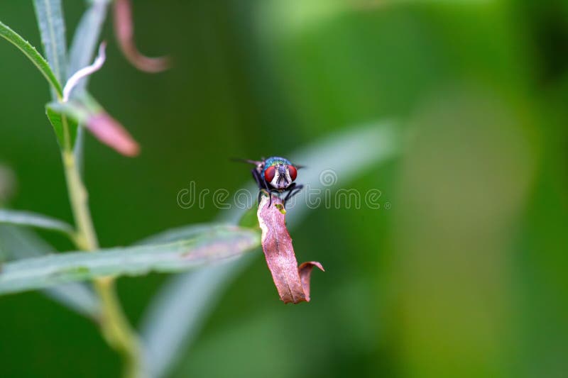 Macro Close-up of a Fly Standing on a Dry Leaf Stock Photo - Image of ...