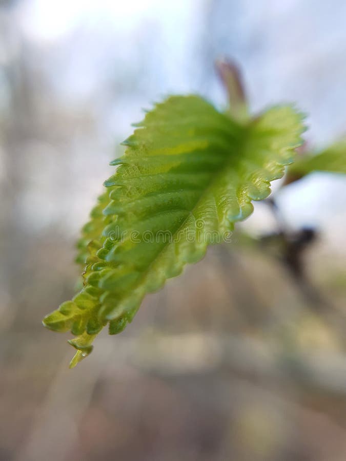 Macro Close-up of a Fresh Green Elm Tree Leaf Stock Image - Image of ...