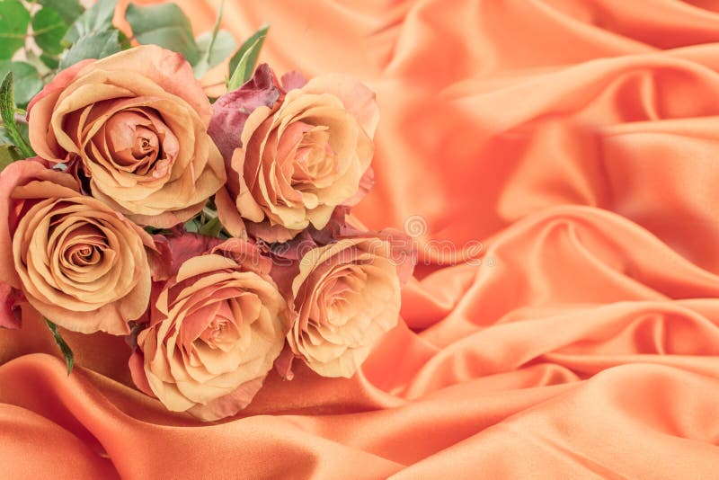 Macro Close Up of Fresh Orange and Red Roses on Abstract Background ...