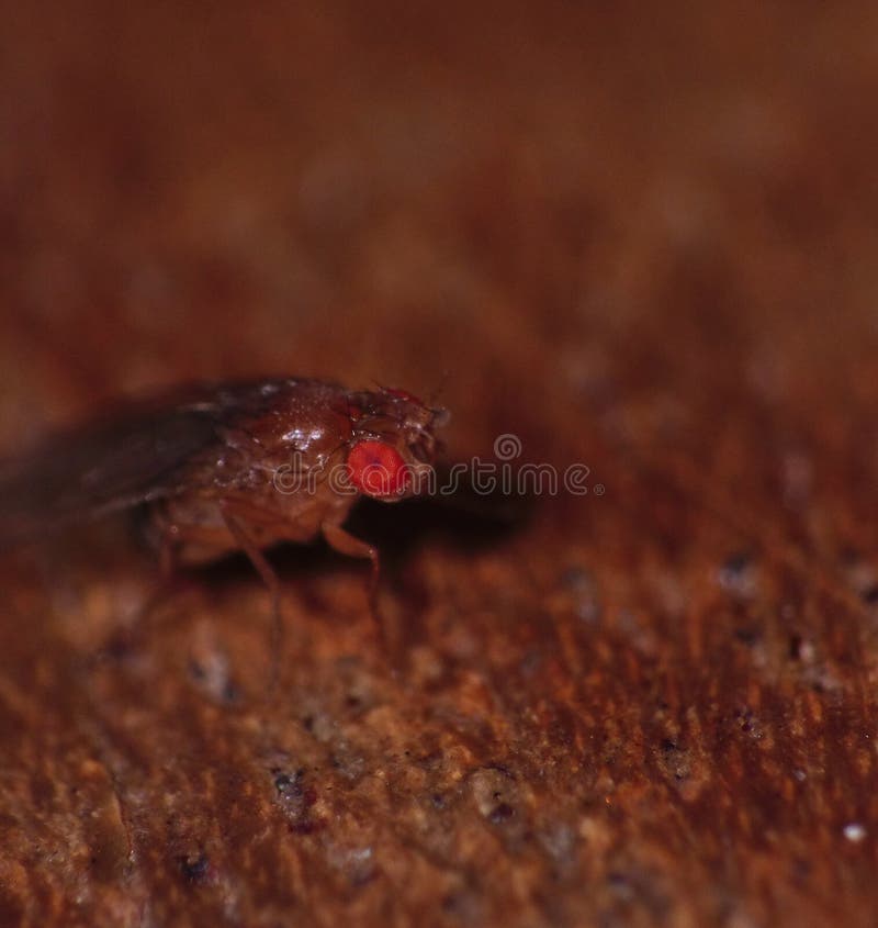Macro Close Up Shot of a Fruit Fly Photo Taken in the UK Stock Photo ...