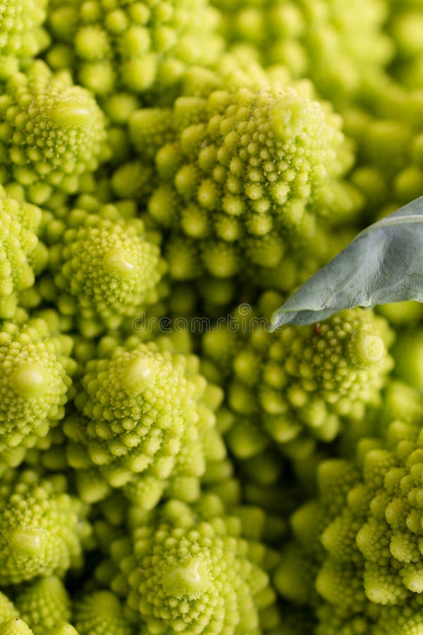 Macro Close-up of Green Romanesco with Leaf Focused Stock Photo - Image ...