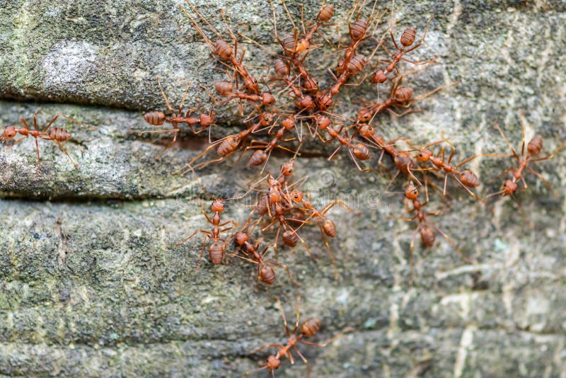 The Macro Close-up of Red Weaver Ant on the Tree Stock Image - Image of ...