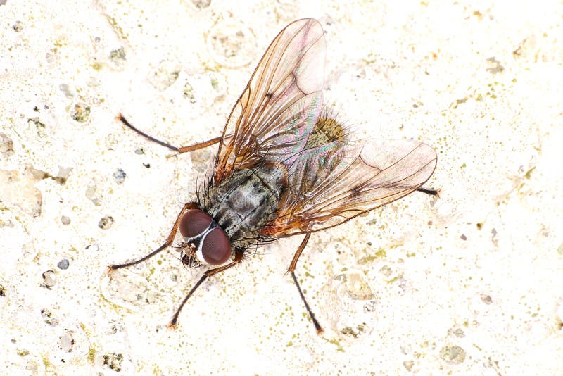 Macro of Fly on a White Wall Stock Photo - Image of hover, contrast ...
