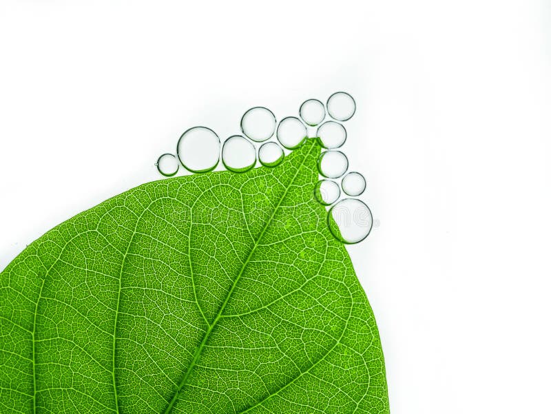 Macro Close Up Image of Plant Leaf Release Oxygen in the Air. Stock ...