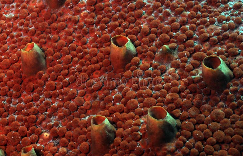 Macro or Close Up Image of Sponge in Ocean Stock Image - Image of ...