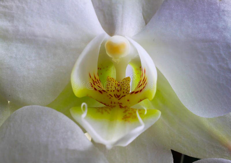 Macro Close Up of Isolated Yellow Column with White Petals, Orchid ...