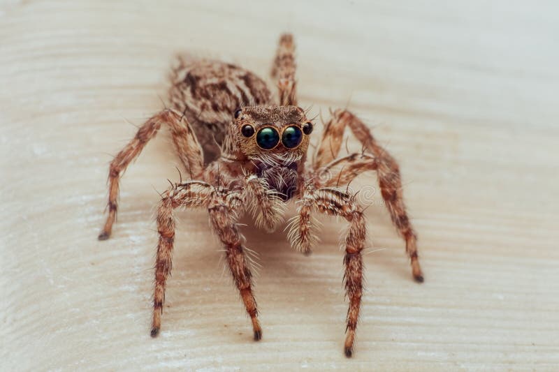 Macro Close Up of Jump Spider Stock Image - Image of wild, jumper ...