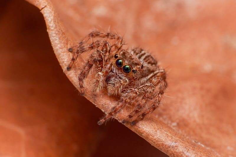 Macro Close Up of Jump Spider Stock Image - Image of park, nature ...