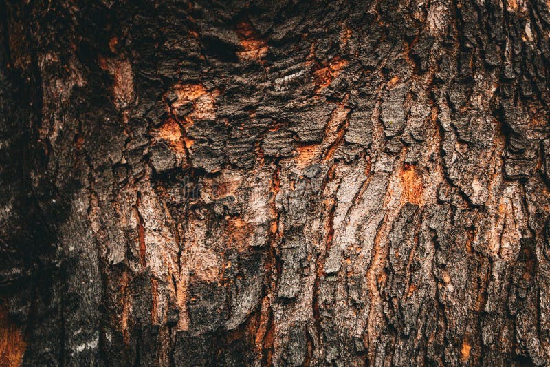 Macro Close-up of Large Tree Trunk with Peeling Bark Abstract Nature ...