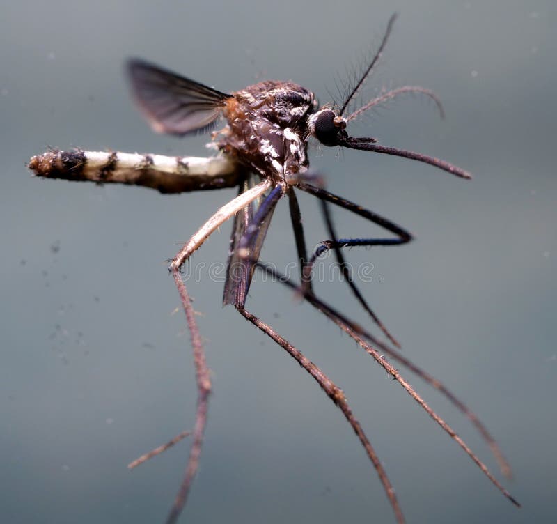 Mosquito analysis in lab stock photo. Image of animal - 151948926