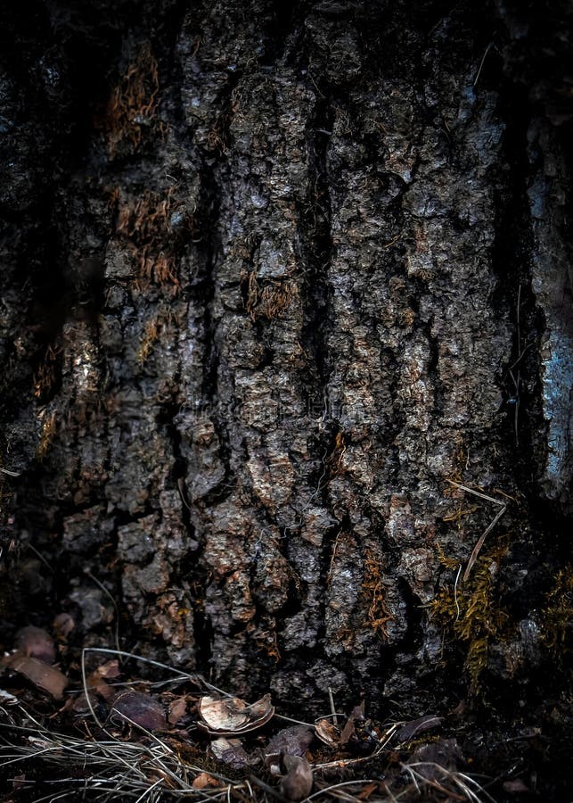 Macro Close-up of an Oak Tree Rough Texture Woodland Inspired Abstract ...