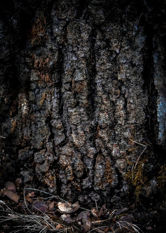 Macro Close-up of an Oak Tree Rough Texture Woodland Inspired Abstract ...