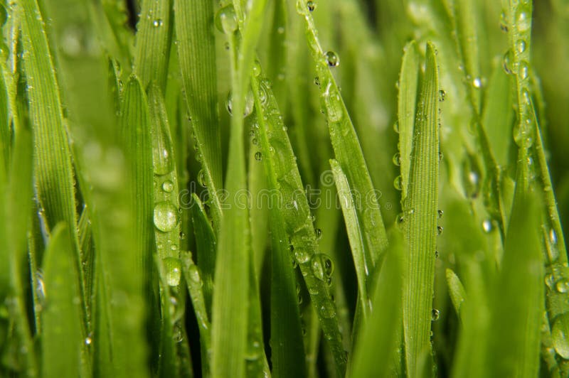 Macro Close Up of Organic Wheatgrass Stock Photo - Image of grow ...