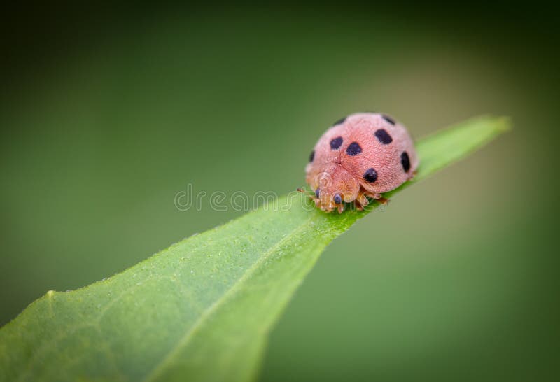 Macro Close Up Photo of a Ladybug ( Ladybird Stock Image - Image of ...