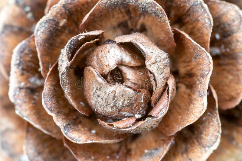 Macro Close Up of a Pine Cone Stock Image - Image of decoration, nature ...