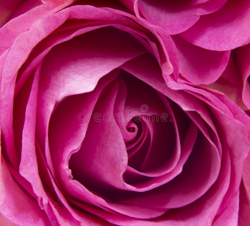 Macro Close Up Professional Flower Photography. Stock Image - Image of ...