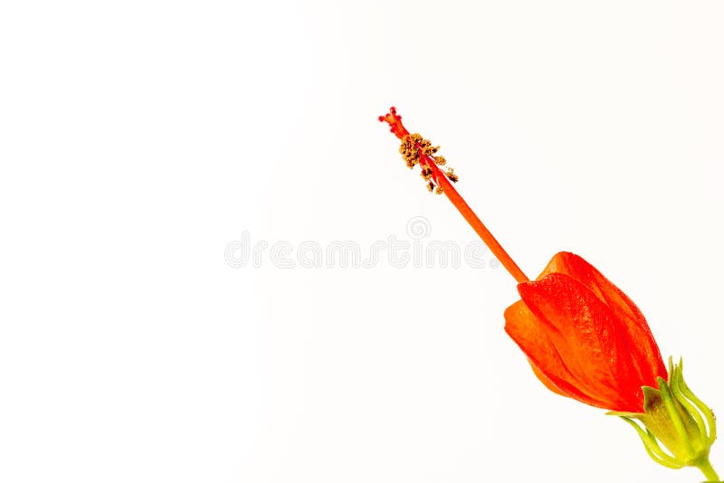 Close Up of a Red Texas Mallow Blossom on White Background with Copy ...