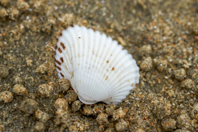Macro Close-up of Seashells on the Beach Stock Photo - Image of ...
