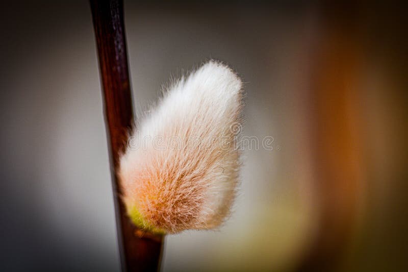 Close-up of a Single Palm Catkin Stock Image - Image of fluffy, catkin ...