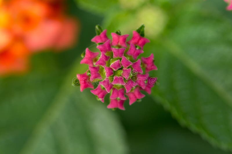 Macro Close Up of Small Brightly Colored Tropical Flower. Stock Photo ...