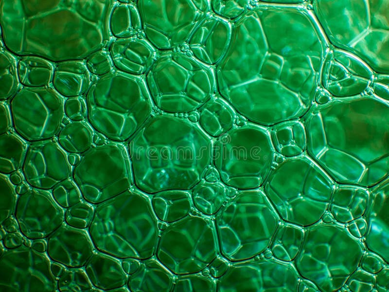 Membrane Texture Stock Photos - Download 1,711 Royalty Free Photos