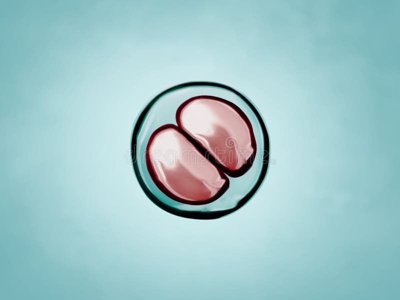 Cells Division Process, Cell Divides into Two Cells Stock Image - Image ...