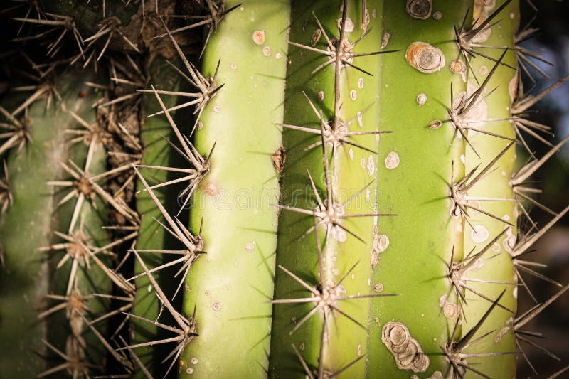 Macro Close-up of the Spines on a Cactus Green Texture Nature ...