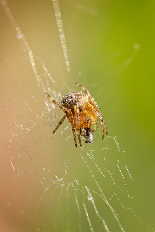 Tinier Insect Stock Photos - Free & Royalty-Free Stock Photos from ...