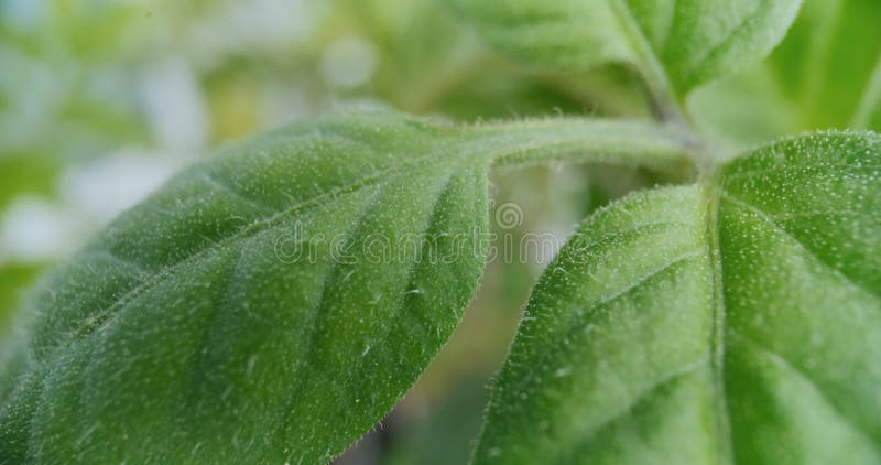Macro Close-Up of a Tomato Leaf Showing the Structure of a Tomato Leaf ...