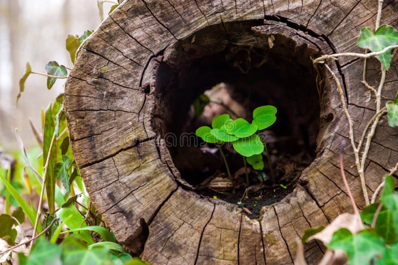 Macro Close Up Trees Inside Old Dead Tree. Nature. Blurred Background ...