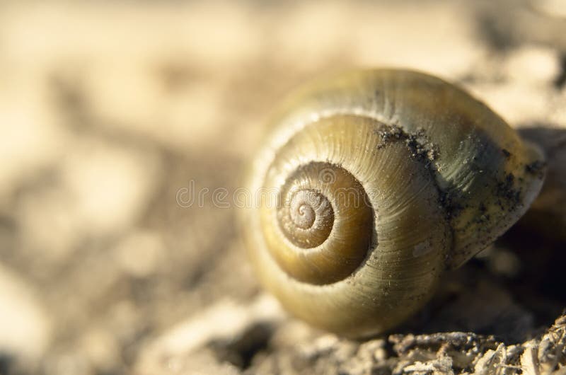 Macro Close-up View of Spiral Twisted Shell Stock Image - Image of ...