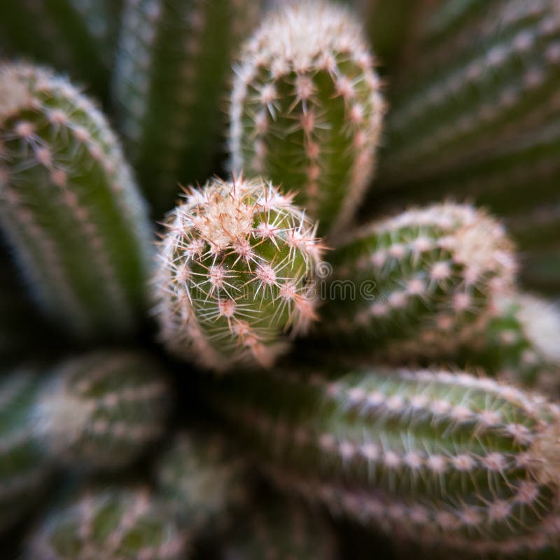 Abstract Top View of Green Ribbed Round Shaped Cactus with Big Spikes ...
