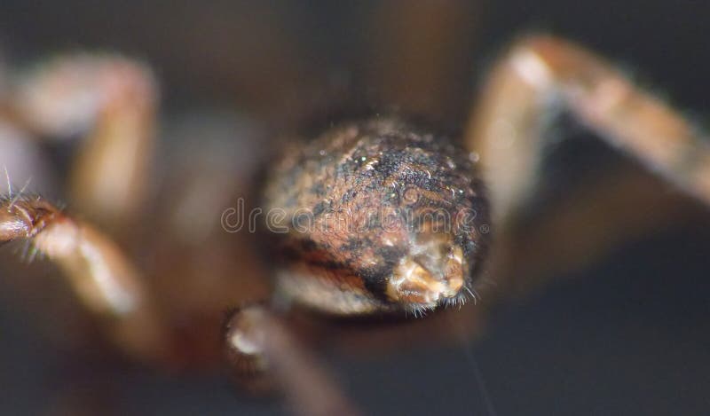Macro of a Spider Close Up Shot Stock Photo - Image of close, arachnid ...