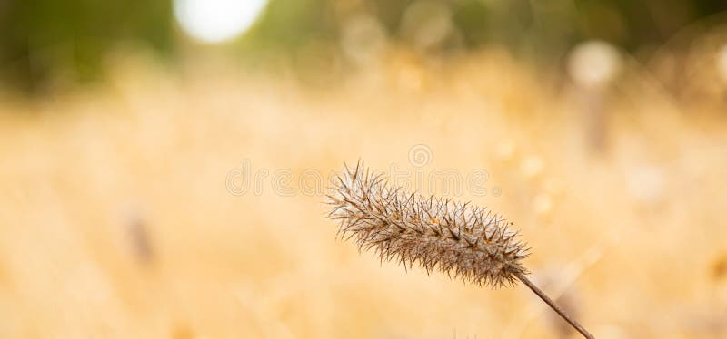 Macro Close Up of Wild Grass Seed in Rural Countryside Stock Image ...