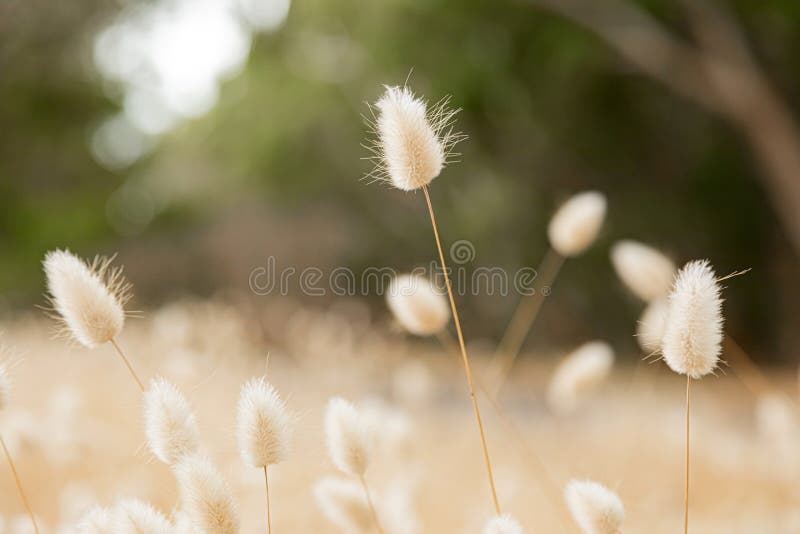 Macro Close Up of Wild Grass Seed in Rural Countryside Stock Photo ...