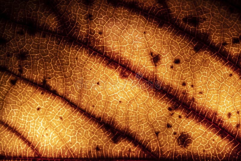 Macro Close Up of a Winter Fallen Leaf Rotting Abstract Background ...