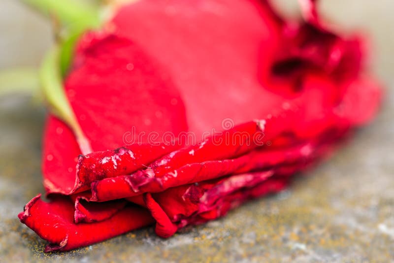 Dead Rose Ground Stock Photos - Download 187 Royalty Free Photos