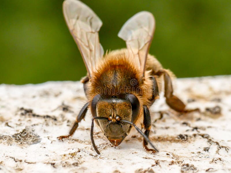 Macro Close Up from a Working Bee on a Rock Stock Image - Image of ...