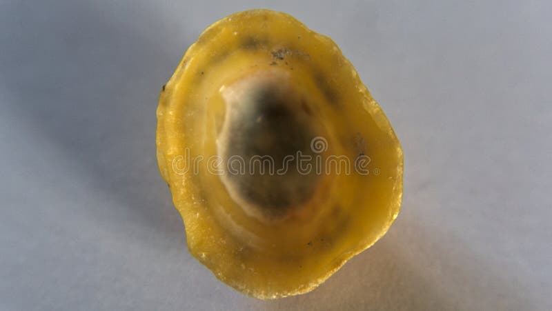 Macro / Close Ups of Small Isolated Sea Shells Stock Photo - Image of ...