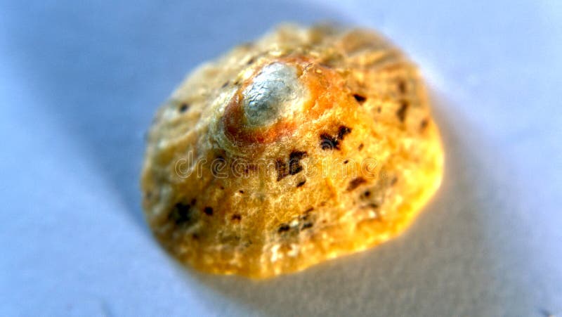 Macro / Close Ups of Small Isolated Sea Shells Stock Photo - Image of ...