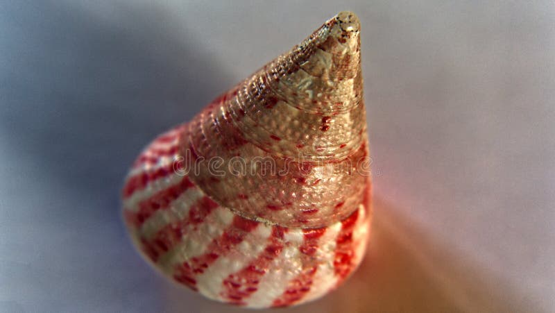 Macro / Close Ups of Small Isolated Sea Shells Stock Photo - Image of ...