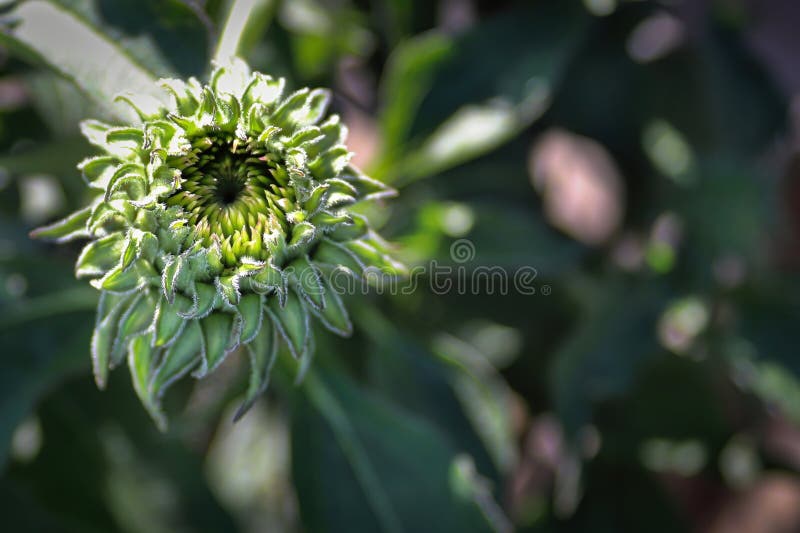 Macro of Closed Coneflower Buds Forming in the Garden Stock Photo ...
