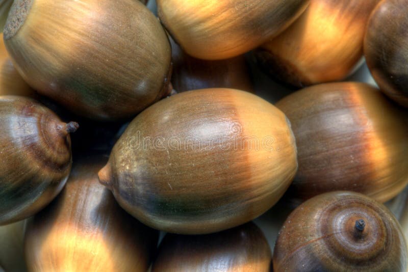 Shell stock image. Image of shell, isolated, ocean, close - 18739371