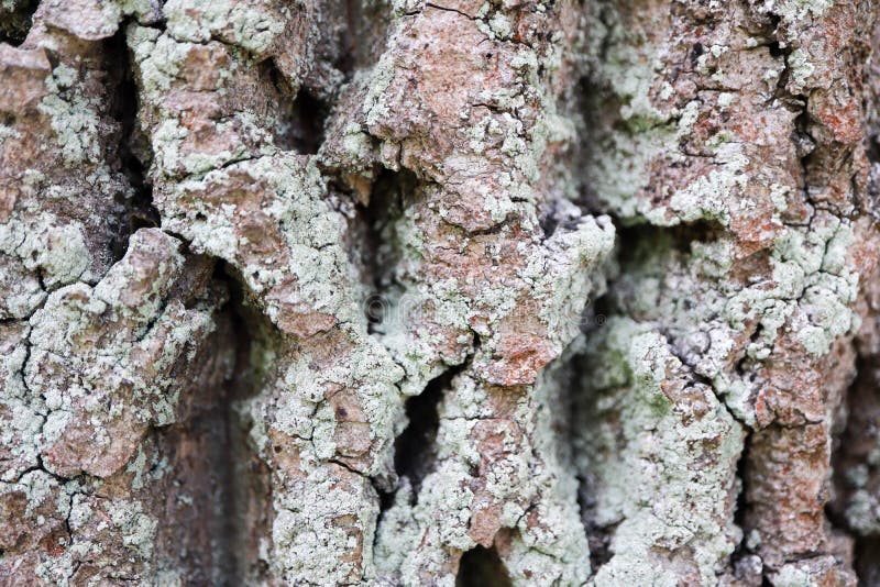 Macro Close Up Bark of a Oak Tree Texture Background Stock Image ...