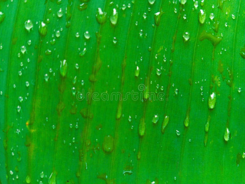 Macro Closeup of Beautiful Fresh Green Leaf with Drop of Water Nature ...